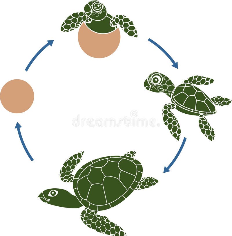 Life Cycle of Sea Turtle. Sequence of Stages of Development of Turtle ... Life Cycle of Sea Turtle. Sequence of Stages of Development of Turtle ...