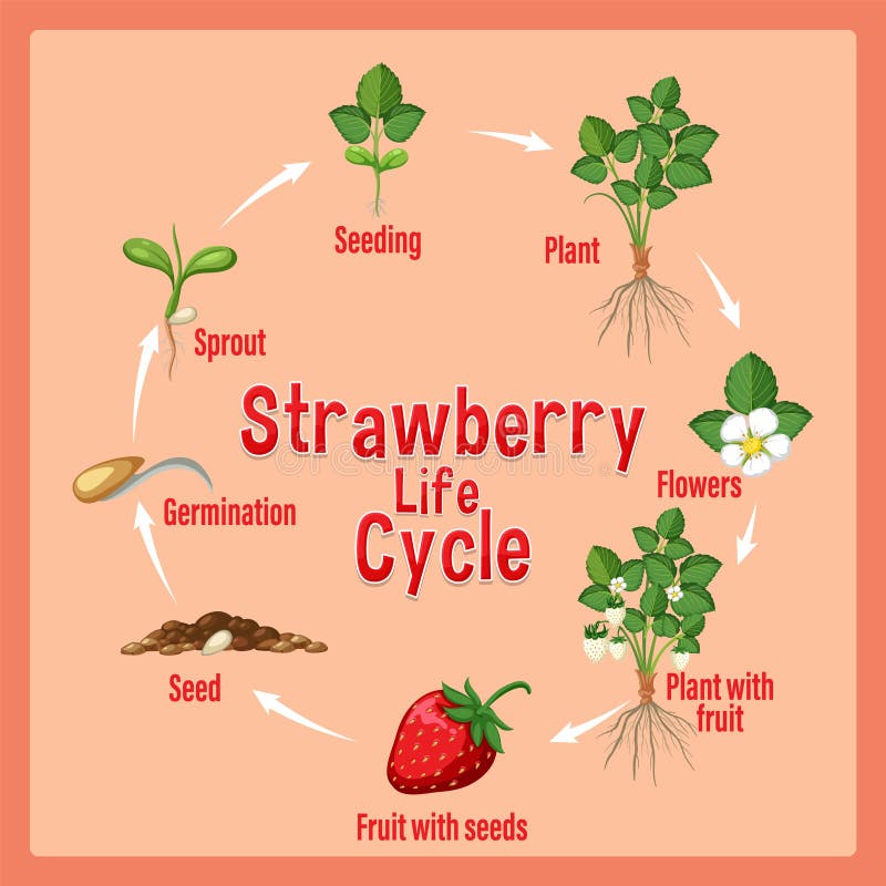 Life Cycle of Strawberry Diagram Stock Vector - Illustration of leaves ...
