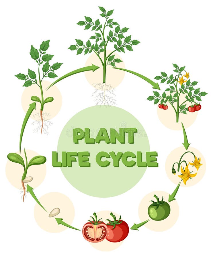 Life Cycle of a Tomato Plant Diagram Stock Vector - Illustration of ... Life Cycle of a Tomato Plant Diagram Stock Vector - Illustration of ...