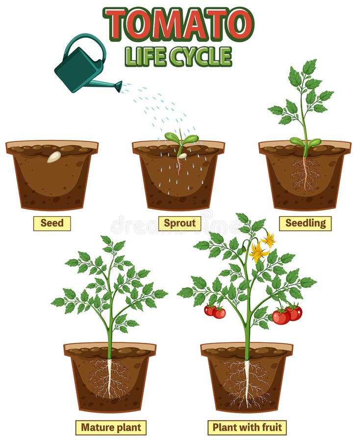 Life Cycle of Tomato Plant Diagram Stock Vector - Illustration of parts ... Life Cycle of Tomato Plant Diagram Stock Vector - Illustration of parts ...