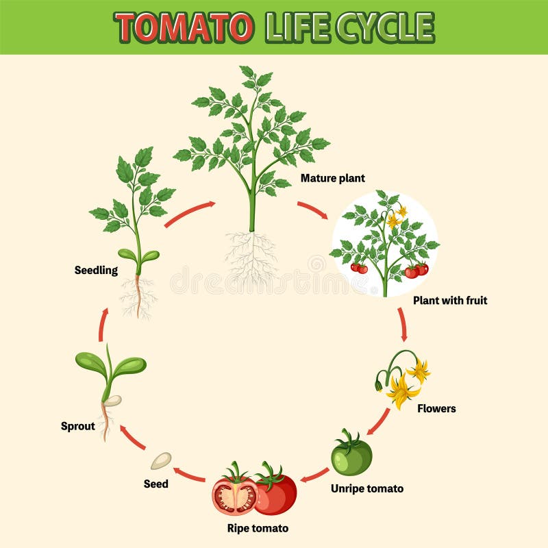 Life Cycle of a Tomato Plant Diagram Stock Vector - Illustration of ...
