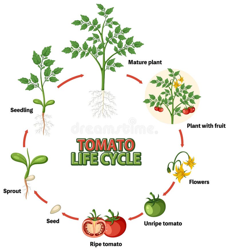 Life Cycle of a Tomato Plant Diagram Stock Vector - Illustration of ... Life Cycle of a Tomato Plant Diagram Stock Vector - Illustration of ...