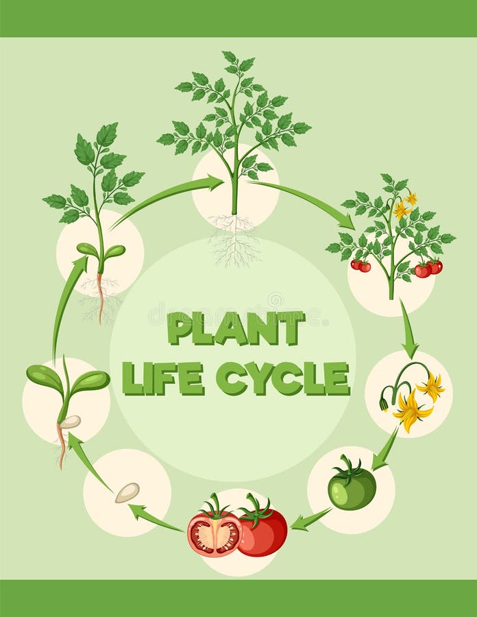 Life Cycle of a Tomato Plant Diagram Stock Vector - Illustration of ... Life Cycle of a Tomato Plant Diagram Stock Vector - Illustration of ...