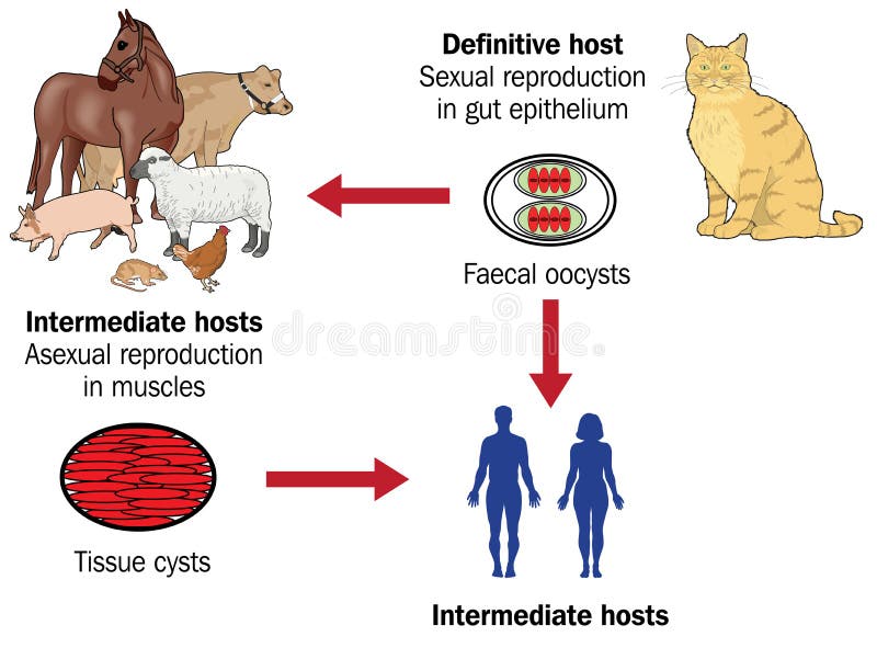 Life cycle of toxoplasma stock vector. Illustration of biology - 73998573