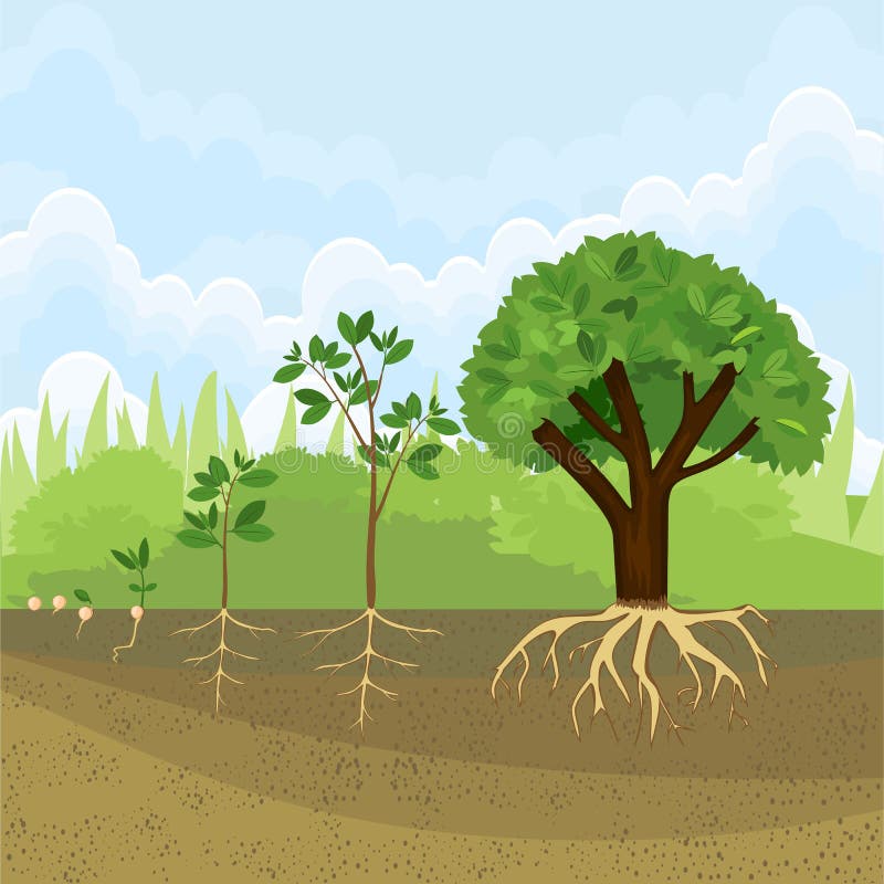 Life Cycle of a Tree: from Seed To Large Tree Stock Vector ...