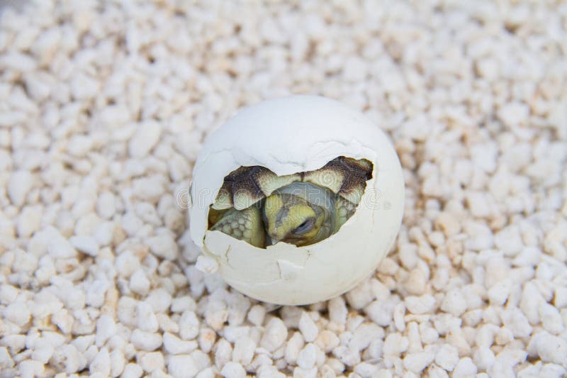 Life Cycle of a Turtle â€“ Egg Hatching Stock Image - Image of reptile ...