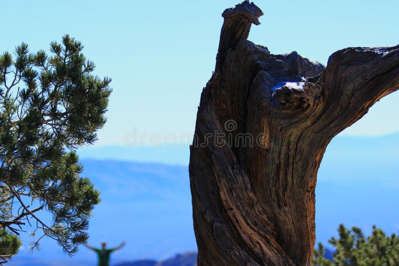 Life Cycles stock image. Image of landscapes, lemmon - 49073767