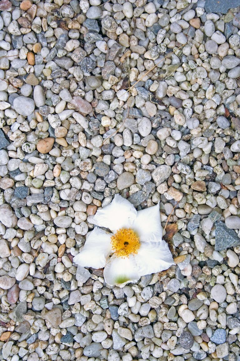 42,124 Death Flower Stock Photos - Free & Royalty-Free Stock Photos ...