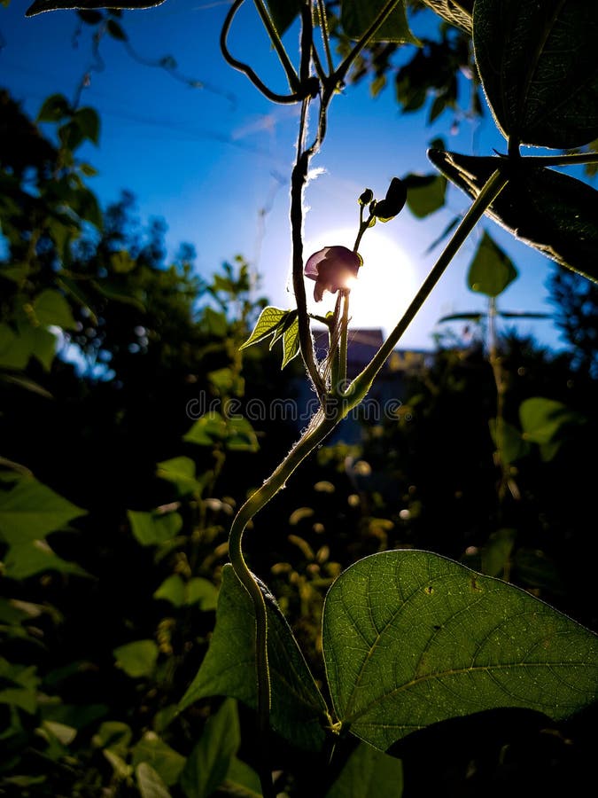 Life before death stock photo. Image of plant, flower - 194211974