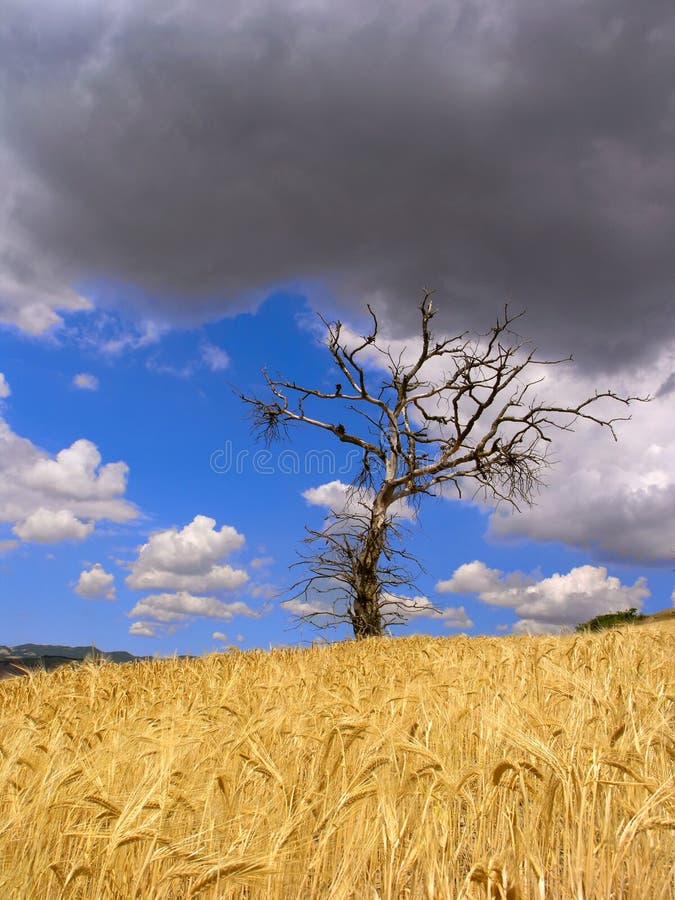 Life and death stock photo. Image of countryside, dead - 2553456