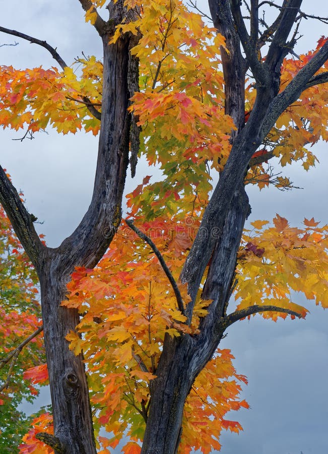Life and death stock image. Image of october, forest - 101256351