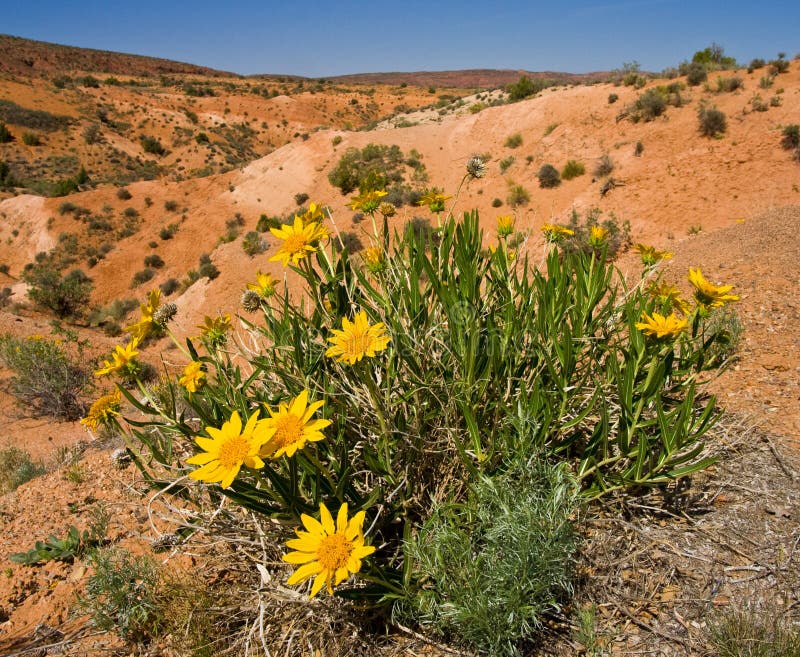 Life in the desert stock image. Image of desert, life - 11761373