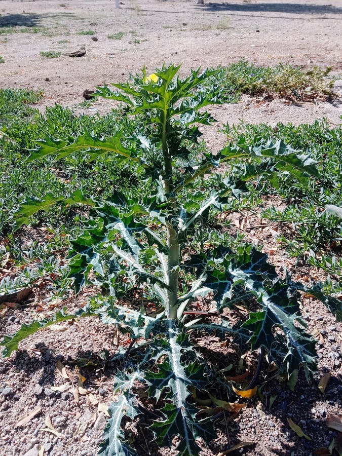 Life on the desert stock image. Image of hill, canyon, utah - 987707