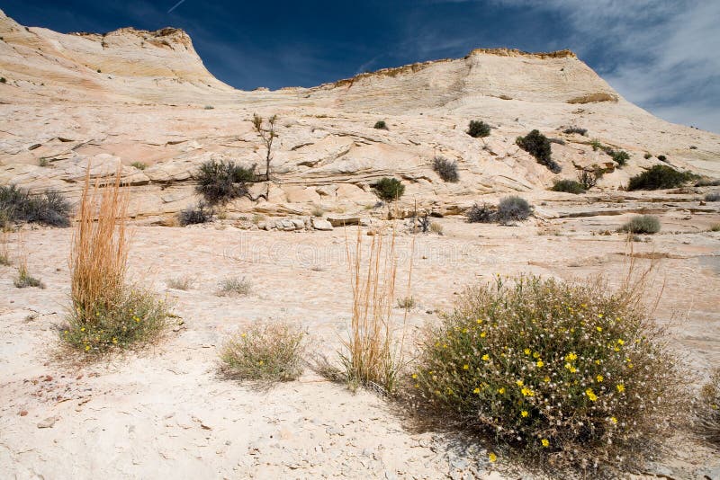 Life on the desert stock image. Image of hill, canyon, utah - 987707