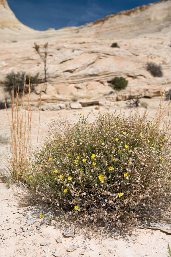 Life on the desert stock image. Image of hill, canyon, utah - 987707