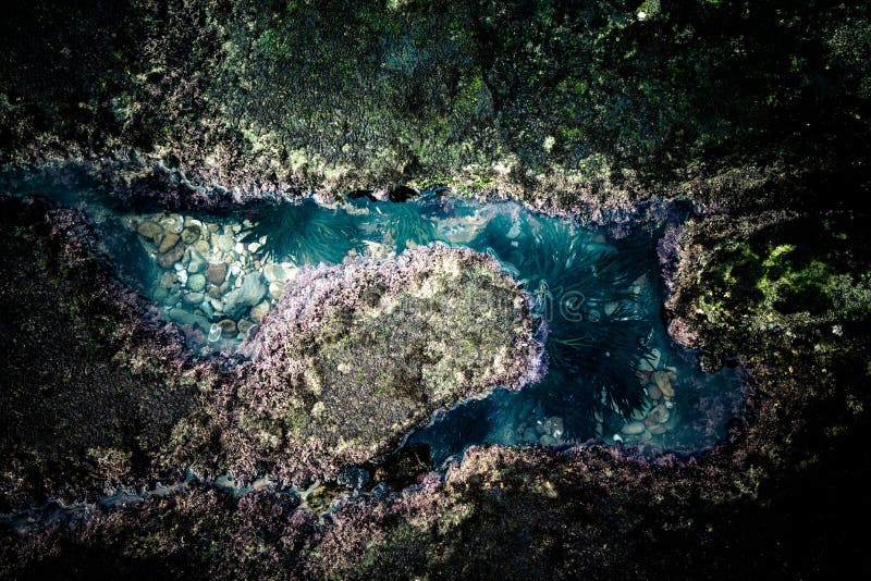 Life in the Ecosystem in a Puddle after the Tide of the Ocean Stock ...