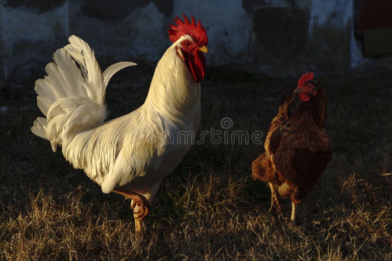 Life on the Farm with the Chickens. Stock Image - Image of farming ...