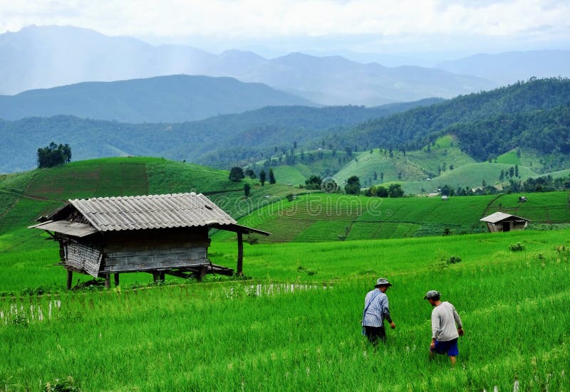 Life of farmer editorial photography. Image of prabongpeang - 43191542