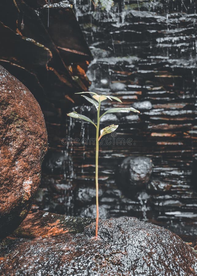 Life Finds a Way stock image. Image of bank, finds, johns - 134171853