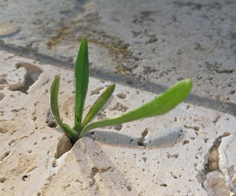 Plant Pushing Concrete Stock Photos - Free & Royalty-Free Stock Photos ...
