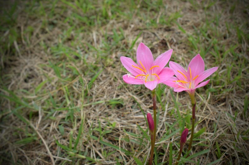 Life flowers stock photo. Image of colors, magic, spring - 92416278