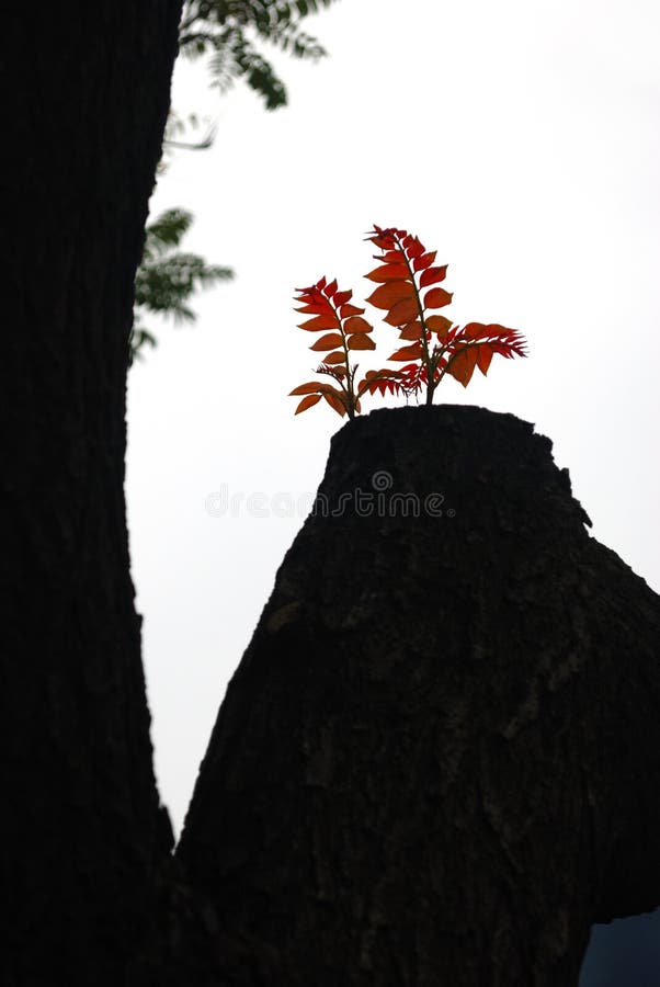 Life-force stock image. Image of burgeon, wand, life - 10897071