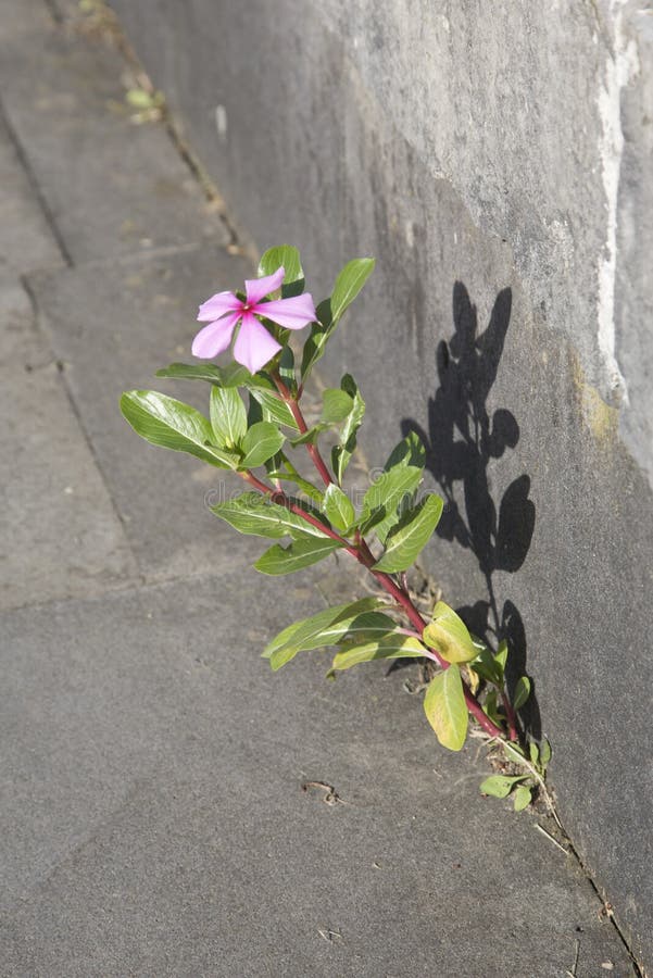 Life Force stock image. Image of rocks, alone, flower - 13109183
