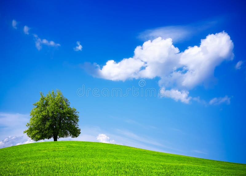 Life force stock image. Image of grass, leaf, hill, meadow - 37380483
