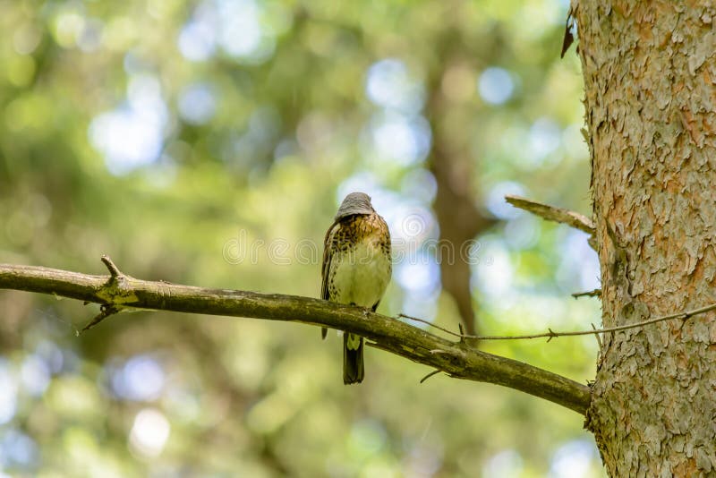 Life of Forest Birds in the Forest in the Warm Summer Stock Image ...