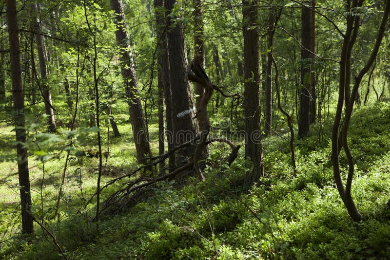Life of forest plants stock photo. Image of carpet, branch - 179418920