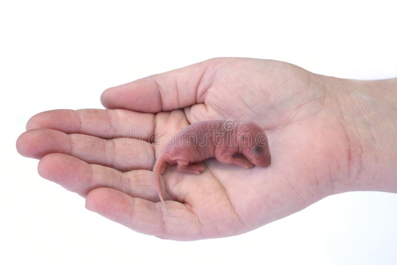 Life is fragile stock image. Image of fingers, cuddle - 16552669