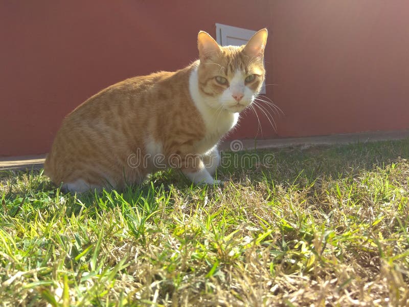 Happy cat stock photo. Image of life, freedom, happy - 110627320