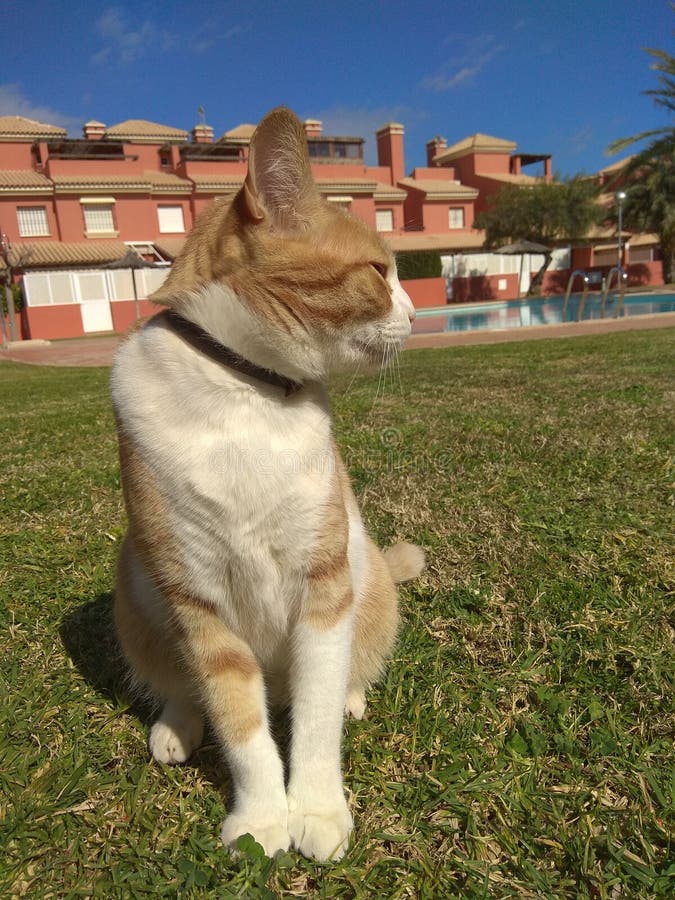 Happy cat stock image. Image of life, happy, freedom - 110639543