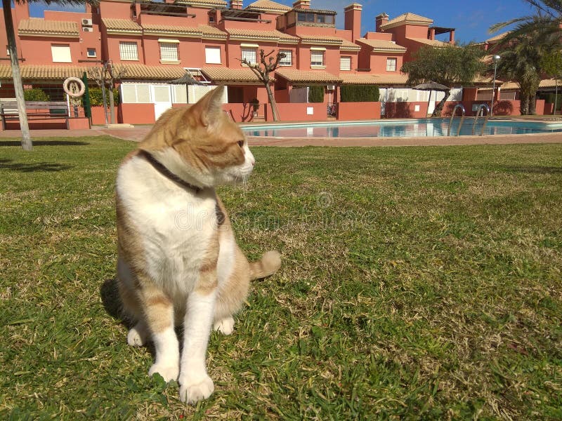 Happy cat stock image. Image of freedom, animals, happy - 110641795