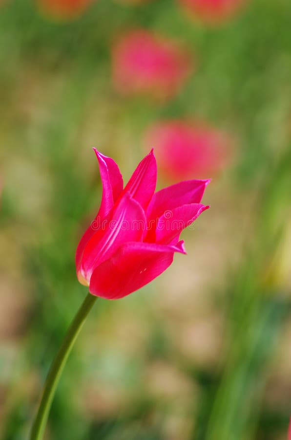 Life in full bloom stock image. Image of sunshine, beautiful - 130509347