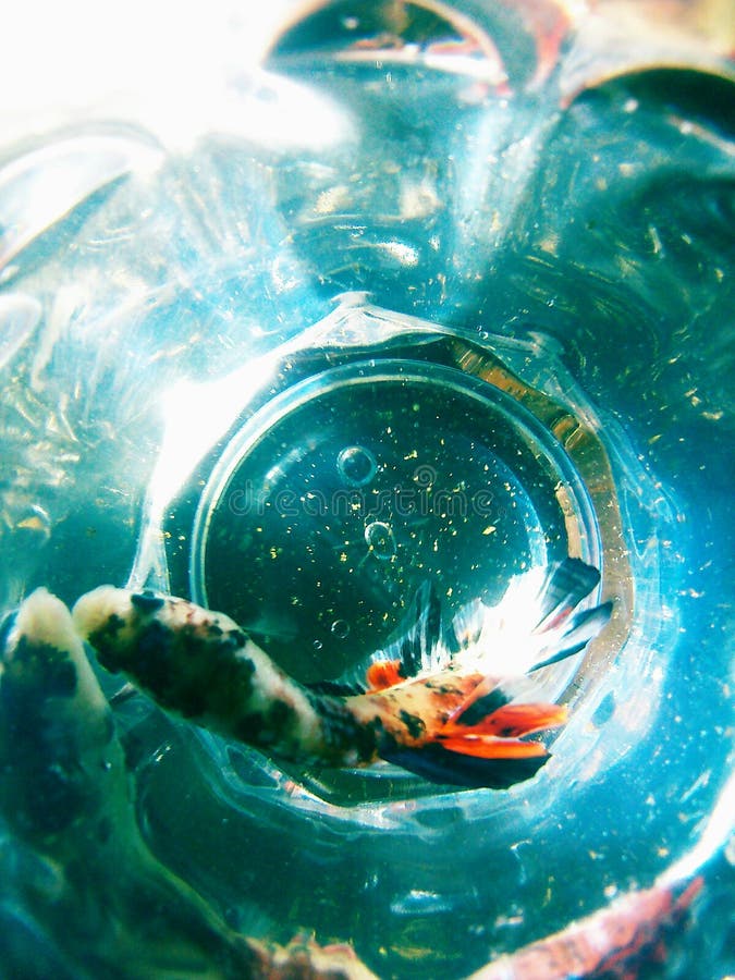 Vital Fish Full Color Beauty Stock Image - Image of water, blue: 203137189