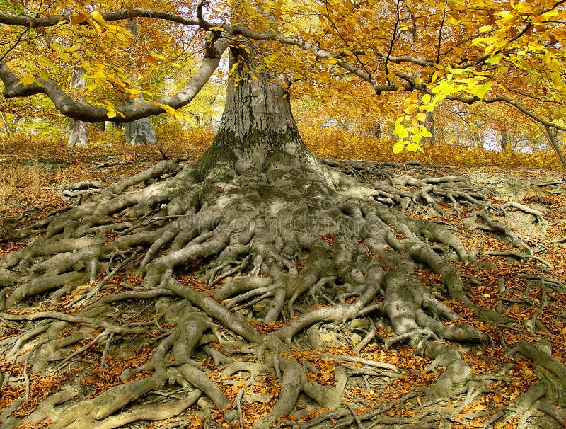 Life-giving roots stock image. Image of roots, background - 2175957
