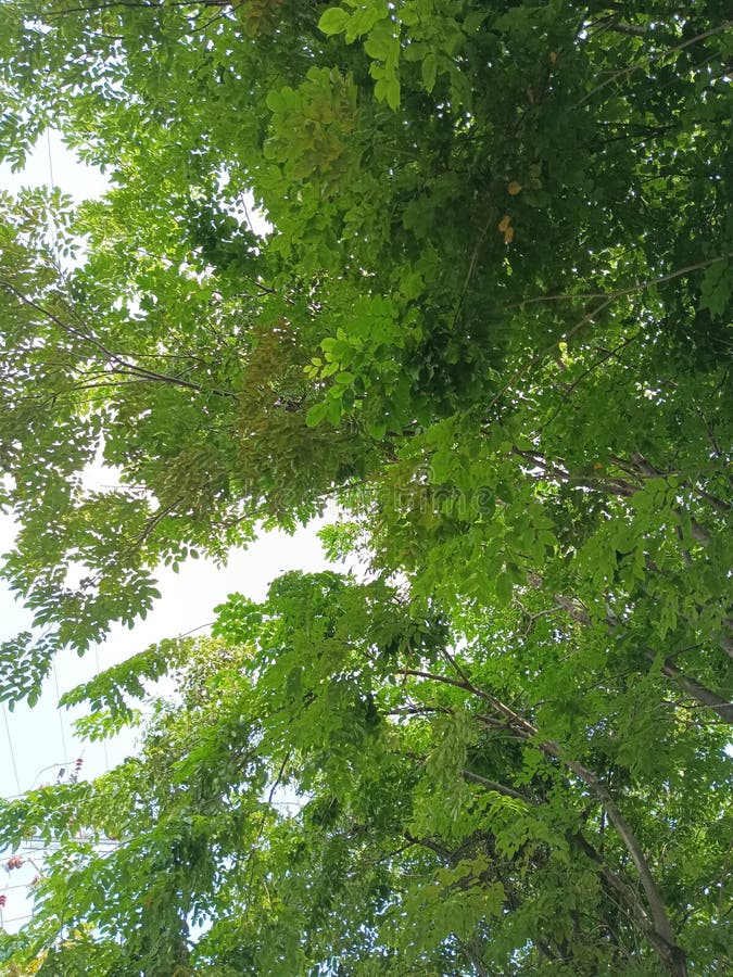 Life Green Tree Fresh Good Looking Sky Like a Forest Stock Photo ...