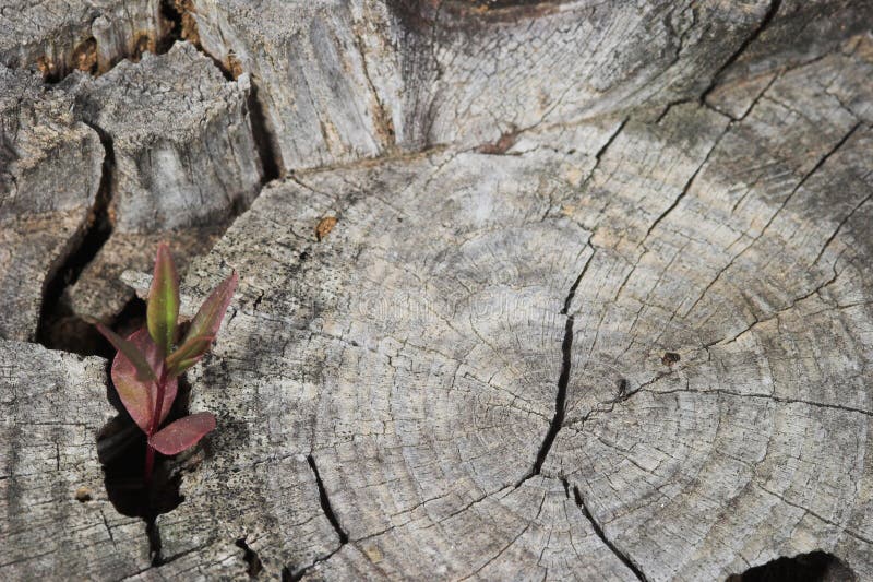 The life grow again stock image. Image of natural, leafless - 204203459