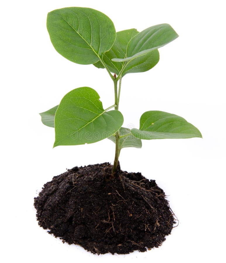 Life and Growth Concept with a Green Small Plant Stock Image - Image of ...