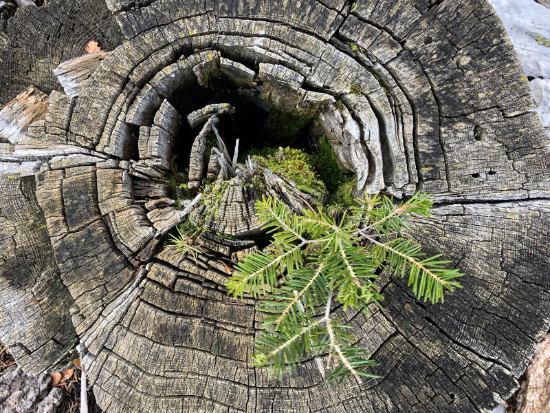 The Life, Growth and Development of a Pine Sapling in the Log of a Cut ...