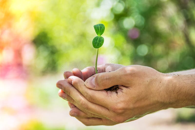 Life in Hand. Farmer`s Hand with Plant. Sprout in Hand. Copy Space ...