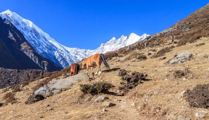 Life in Himalaya stock photo. Image of asia, langtang - 38648886