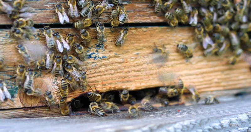 Life of a Honey Bee in a Beehive, Apitherapy Stock Footage - Video of ...