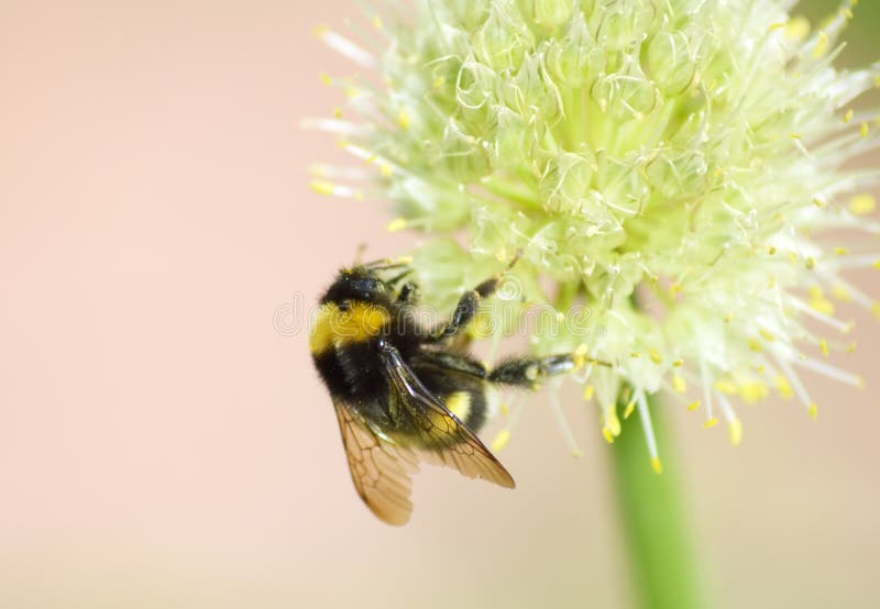 Life of Insects. Bumblebee on Flower Stock Photo - Image of macro ...