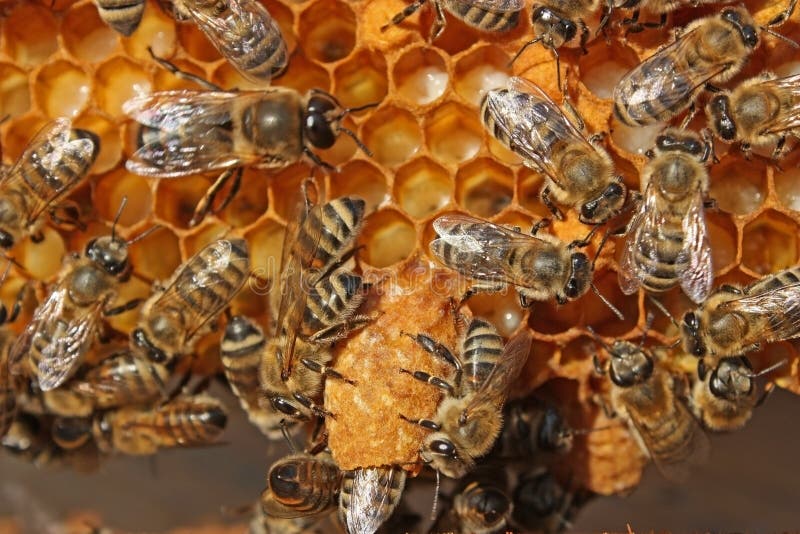 Life of Insects. Reproduction of Bees. Stock Image - Image of milk ...
