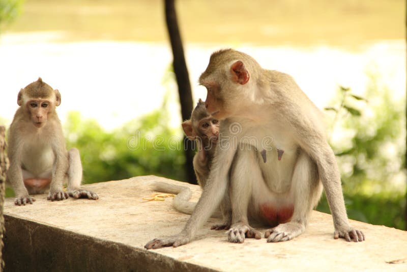The life of monkey stock image. Image of yokel, nature - 42879215