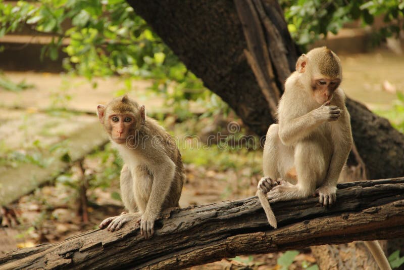 The life of monkey stock image. Image of lily, beutiful - 42879239