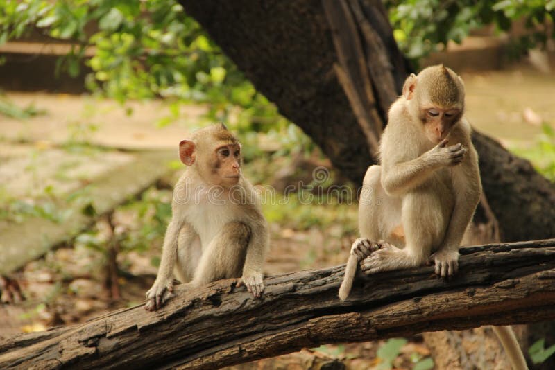 Mokey Ife Stock Photos - Free & Royalty-Free Stock Photos from Dreamstime