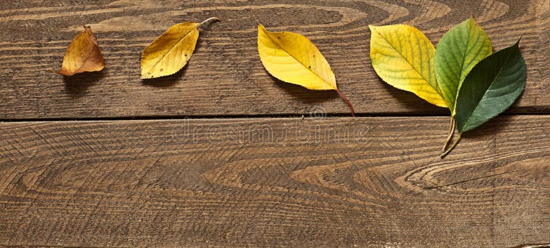 Life of leaf stock photo. Image of life, october, season - 44420776